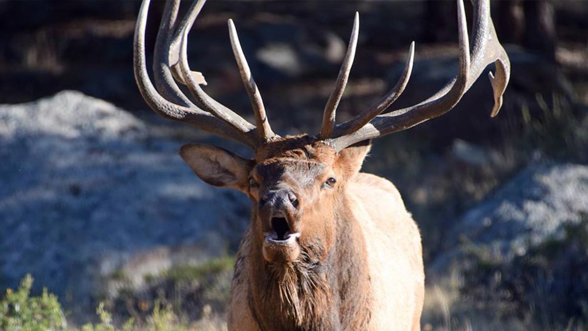 Colorado Study to Monitor Impact of Recreation on Elk | RMEF Media ...