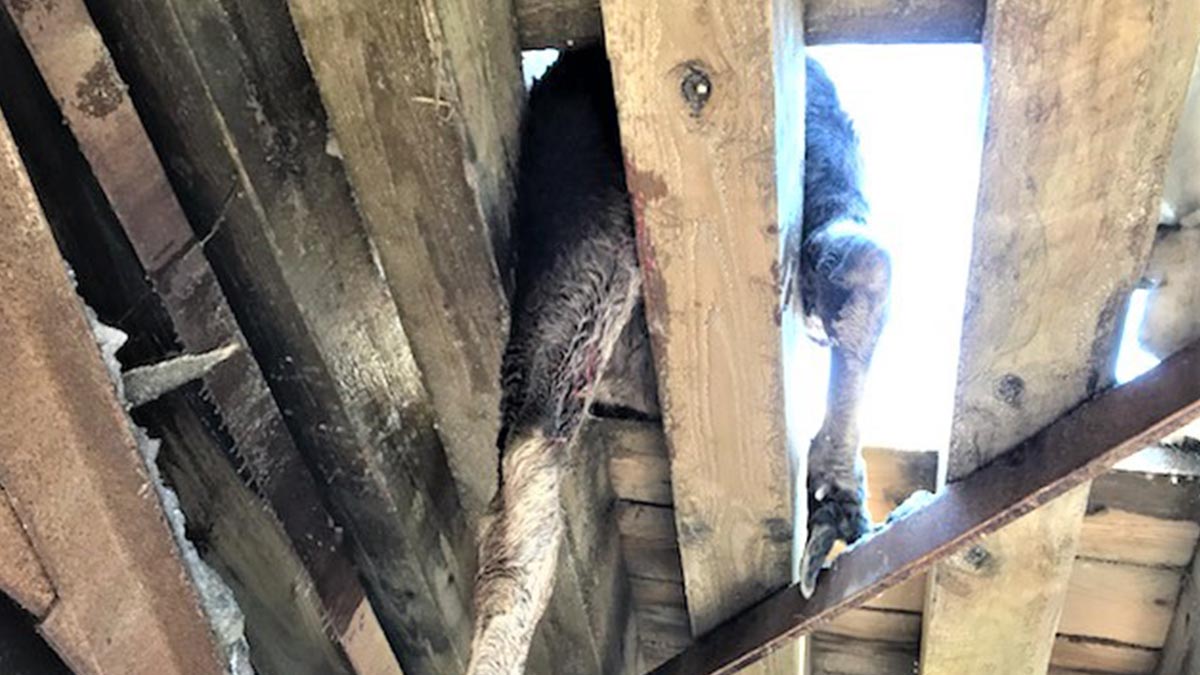 Moose Rescued after Getting Stuck in Bridge | RMEF Media | Rocky ...
