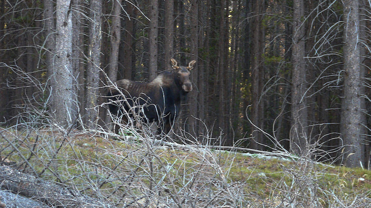 Colorado Woman Injured by Moose | RMEF Media | Rocky Mountain Elk ...