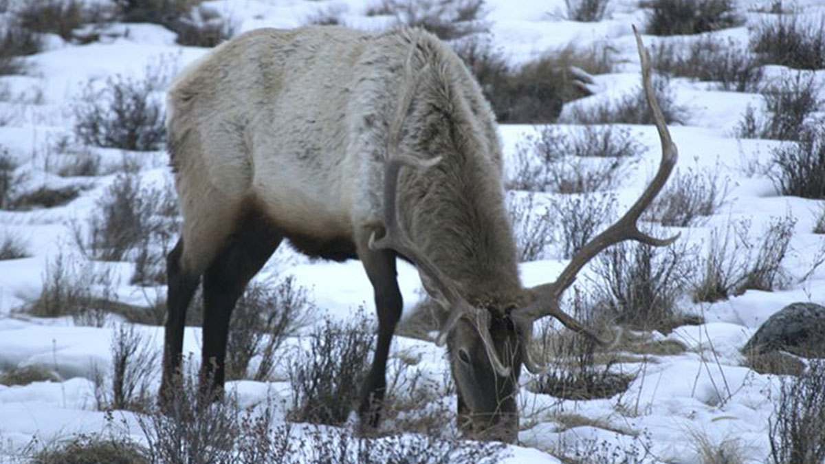 Collapsed Haystack Kills Sixteen Elk | RMEF Media | Rocky Mountain Elk ...