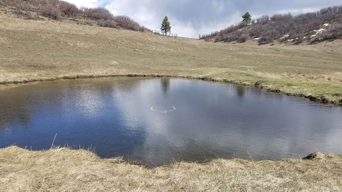 Elk Deadhead Spotted in Remote Pond | RMEF Media | Rocky Mountain Elk ...