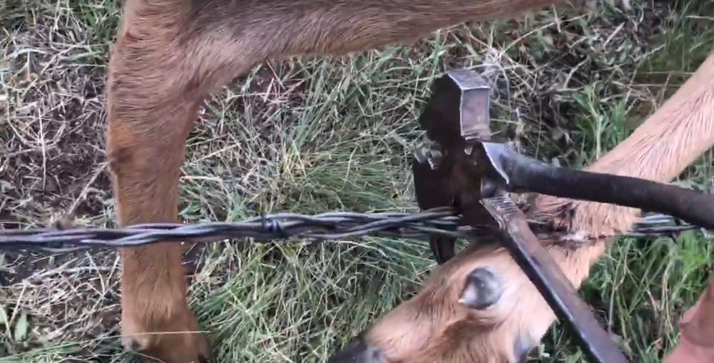 Elk Calf Released from Barbed Wire Fencing | RMEF Media | Rocky ...