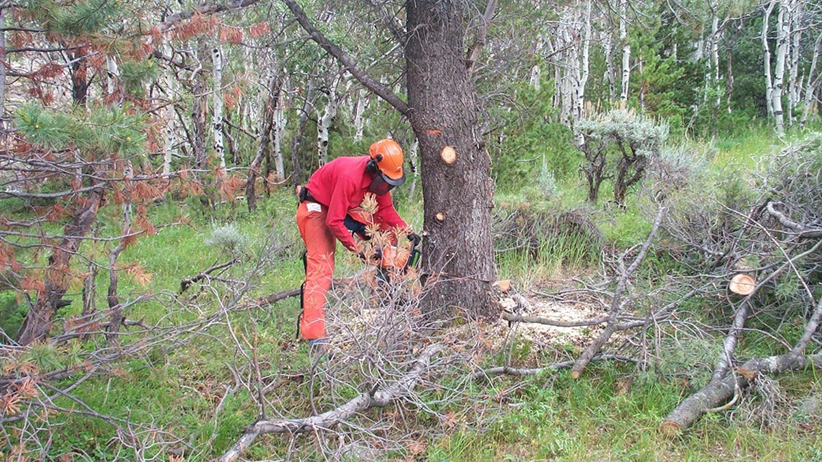 Forest Thinning to Benefit Wyoming Wildlife Habitat | RMEF Media ...