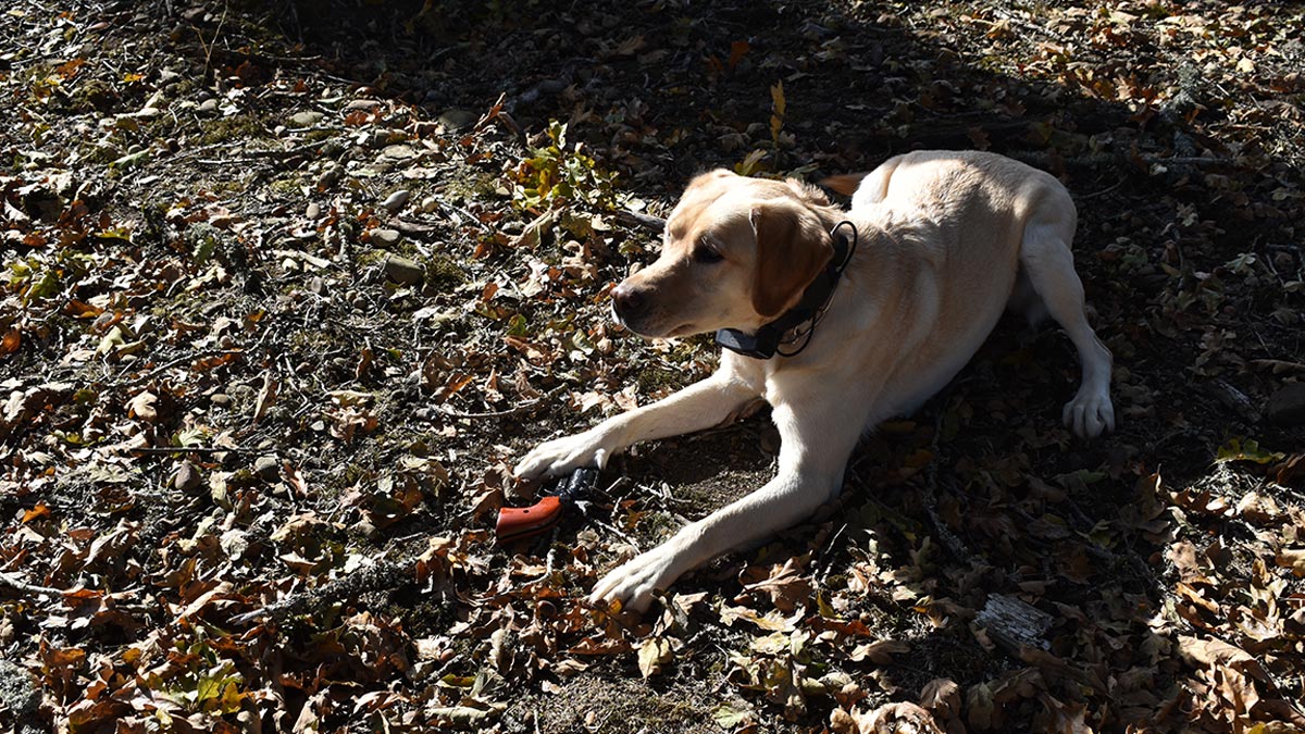 Meet Buck, Oregon’s only Anti-Poaching K9 | Rocky Mountain Elk Foundation