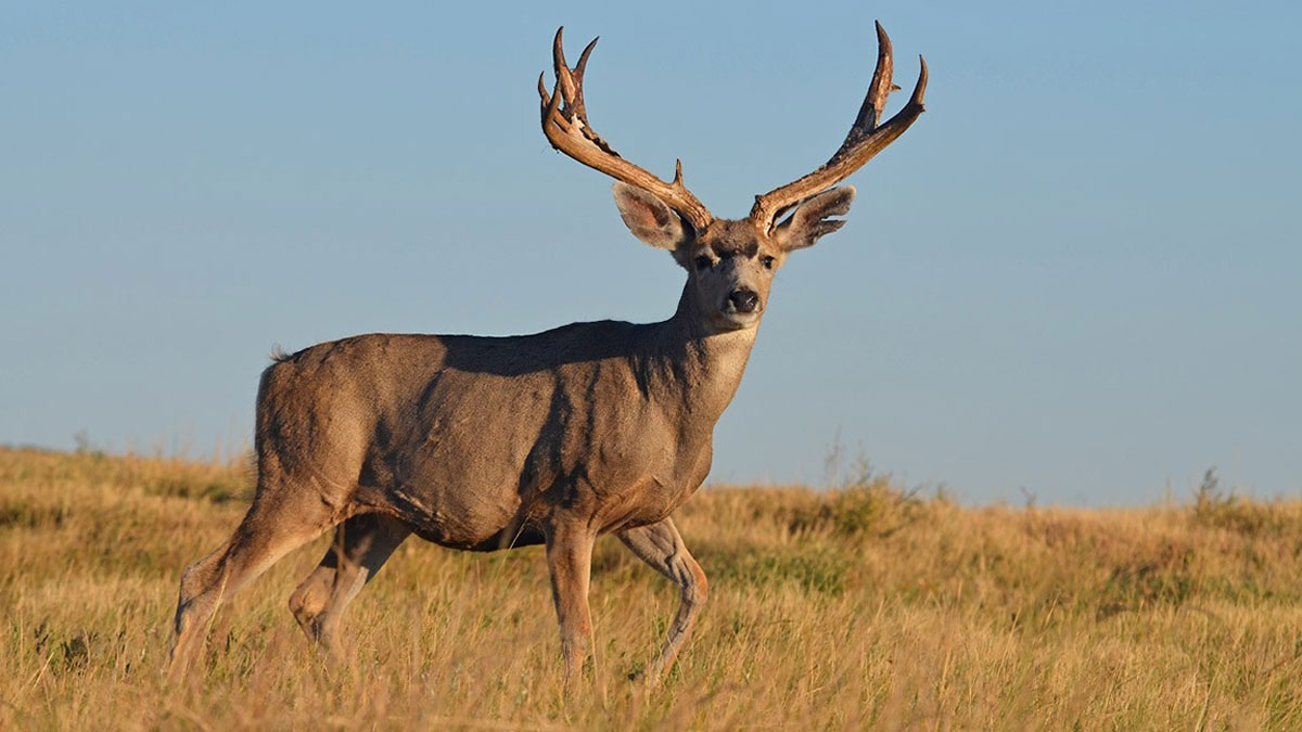 Study: Hunting Helps Suppress CWD among Colorado Mule Deer | RMEF Media ...