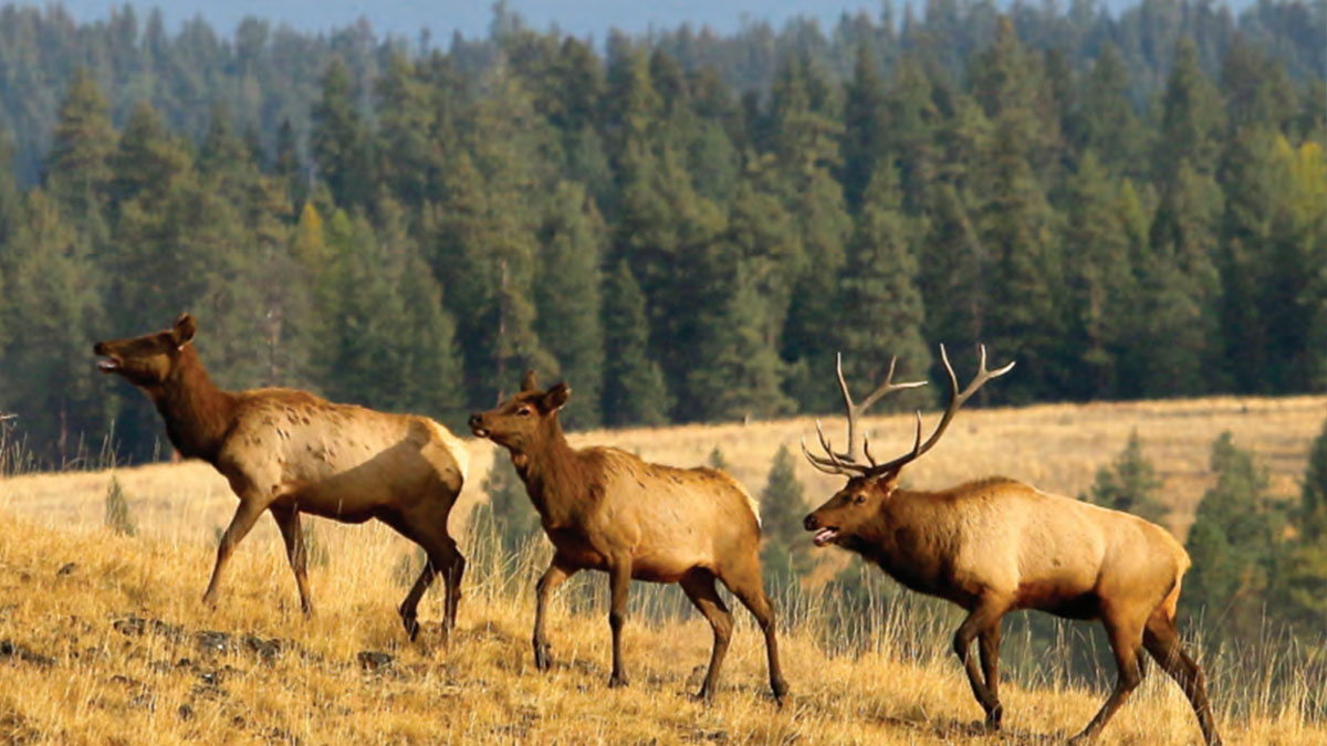 Big Game Winter Range Habitat, Migration Corridors Receiving Support ...