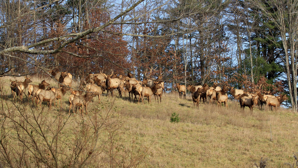 ‘Tis the Season, Pennsylvania Elk Cam Goes Live | RMEF Media | Rocky ...