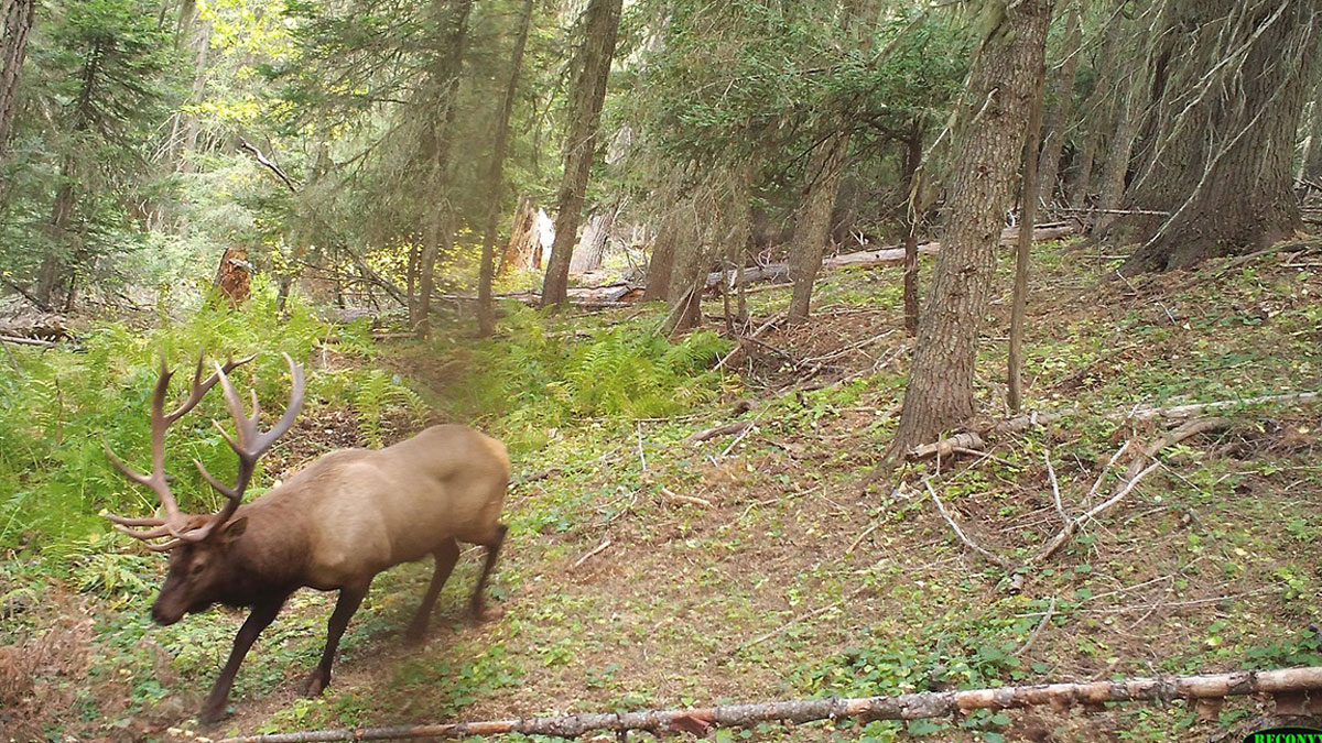 Authorities: Help Find Elk Poacher in North Idaho | RMEF Media | Rocky ...