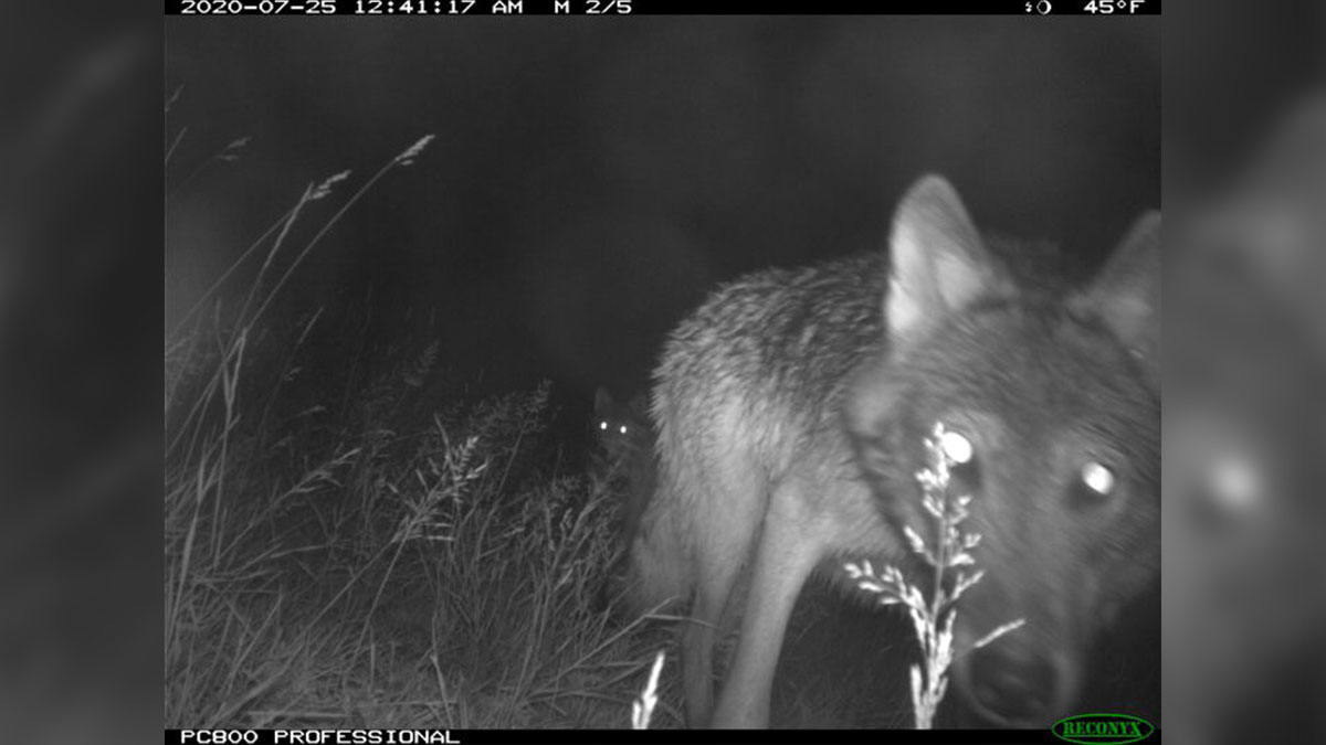 Wolves, Pup Still Thriving in Colorado | RMEF Media | Rocky Mountain ...