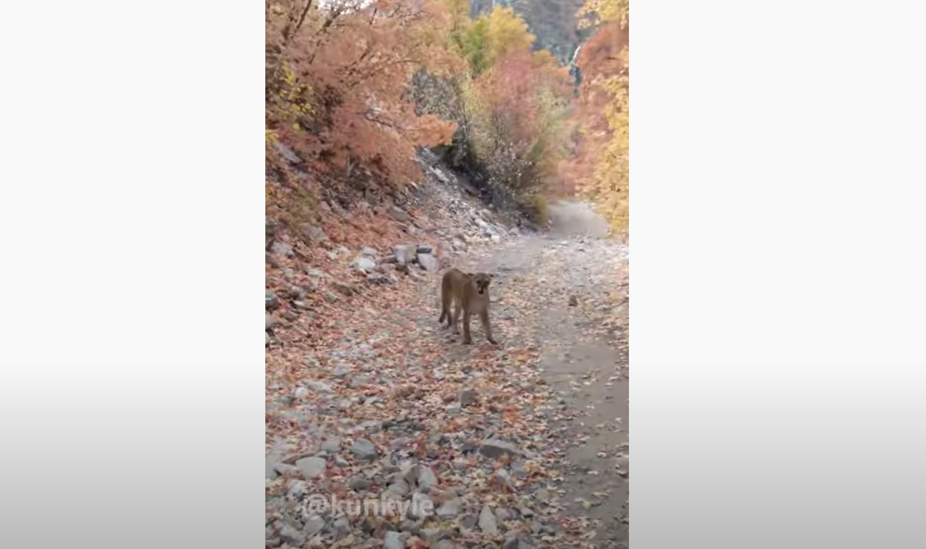 Utah Man Followed by Angry Mountain Lion | RMEF Media | Rocky Mountain ...