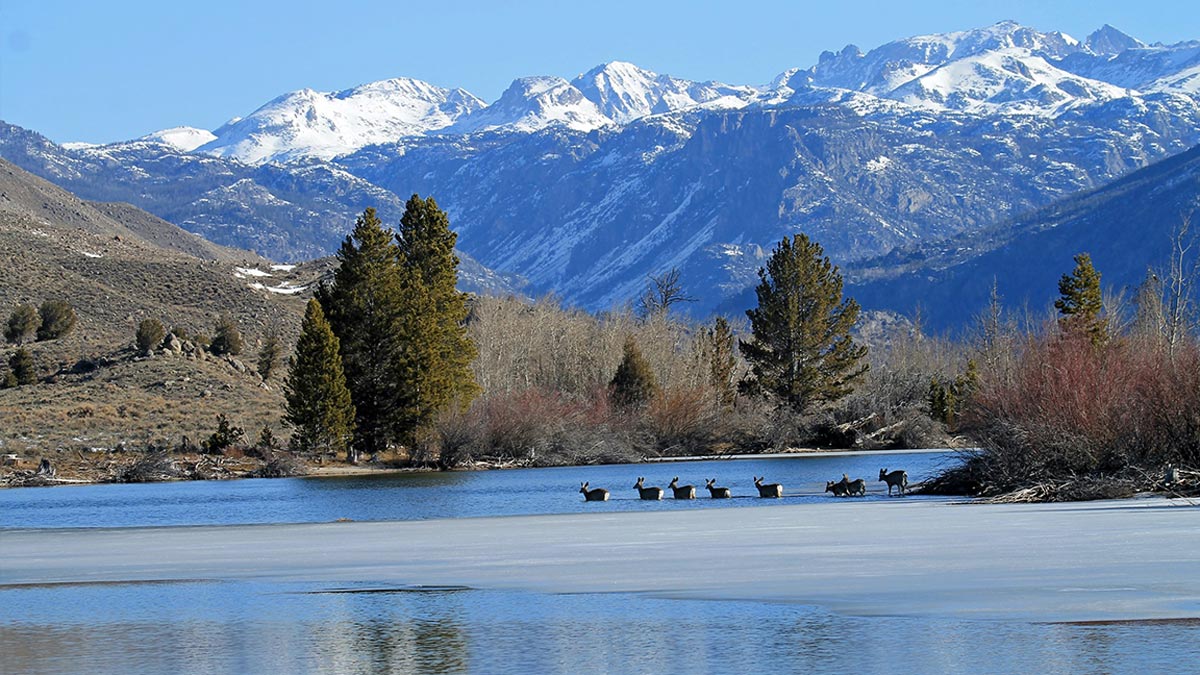 New Maps Document Big Game Migrations in Western U.S. | RMEF Media ...