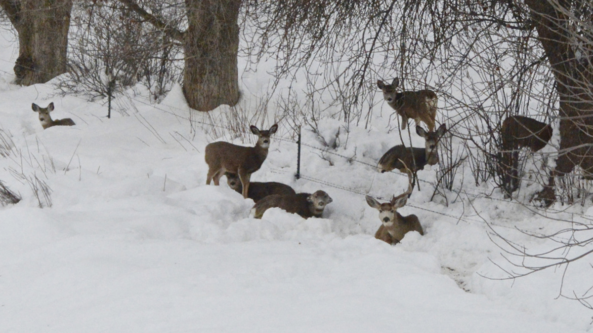 Help Protect Wintering Wildlife | RMEF Media | Rocky Mountain Elk ...