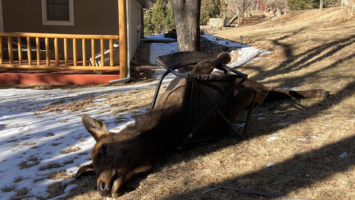 Elk Freed from Lawn Chair | RMEF Media | Rocky Mountain Elk Foundation