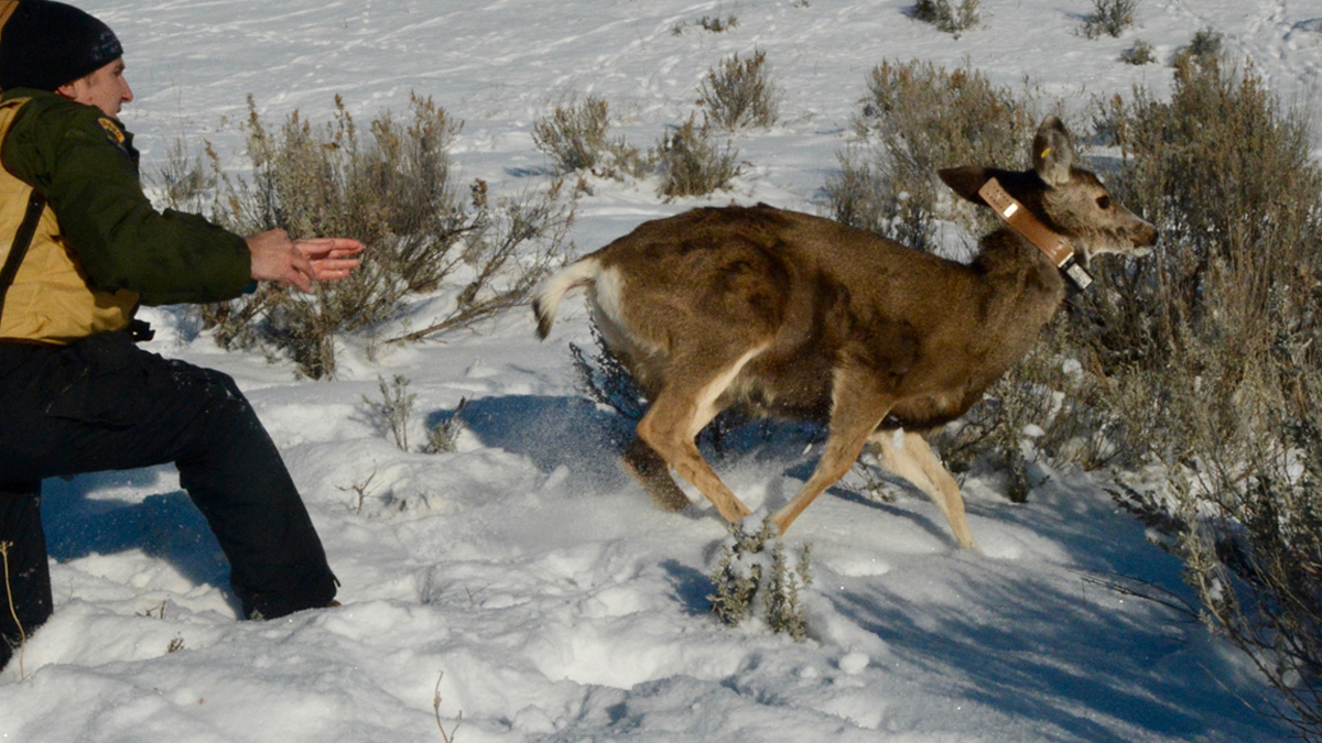 Idaho Biologists Keep Close Tabs on Calves, Fawns During Winter | Rocky ...