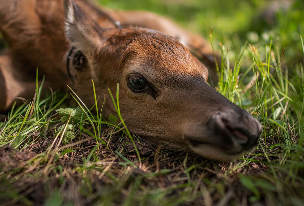 New Film Highlights Colorado Study on Human Recreation Effects on Elk ...