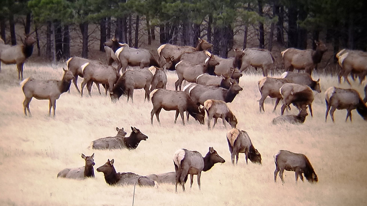 Seven Elk Test Positive for CWD in Northwest Wyoming | RMEF Media ...