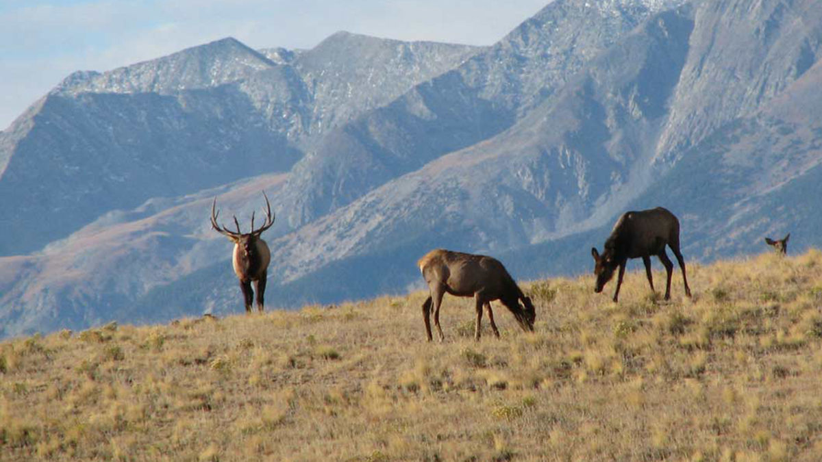 Georgia Man Convicted for Poaching in Colorado | RMEF Media | Rocky ...