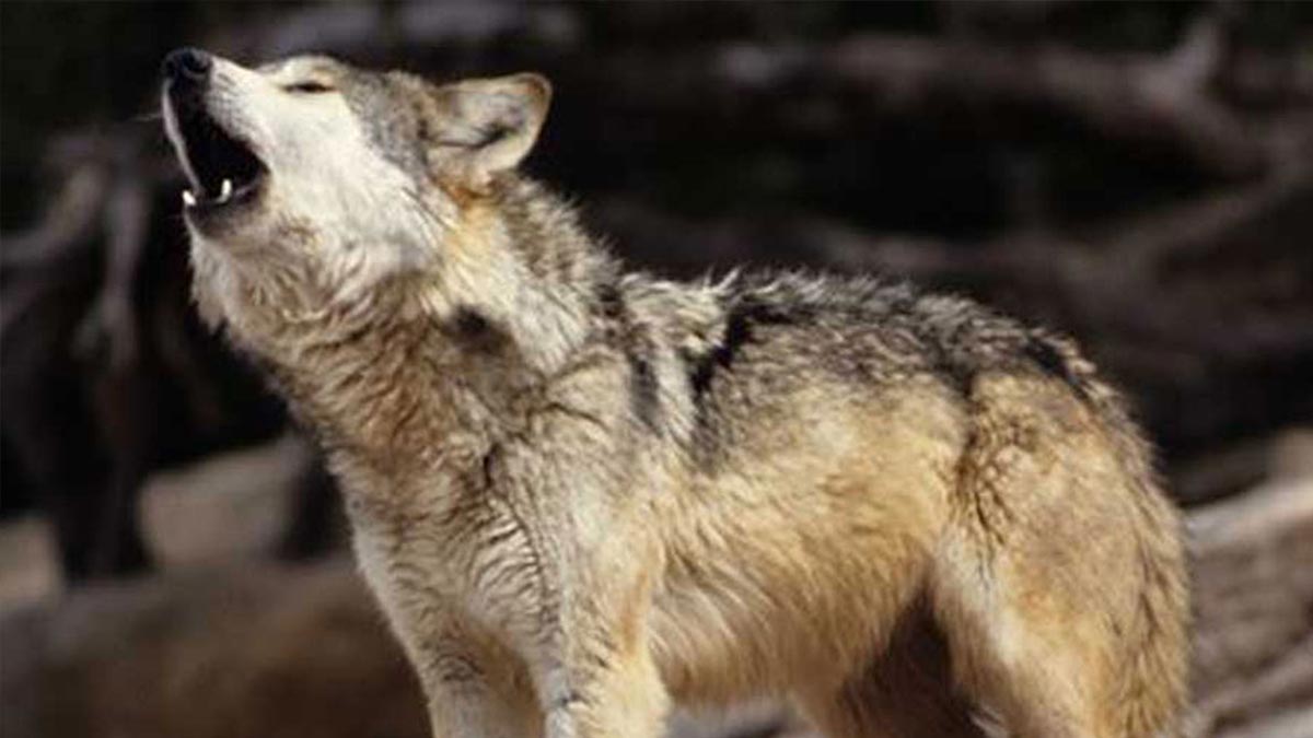 Wolf Pups Confirmed on the Ground in Colorado | RMEF Media | Rocky ...