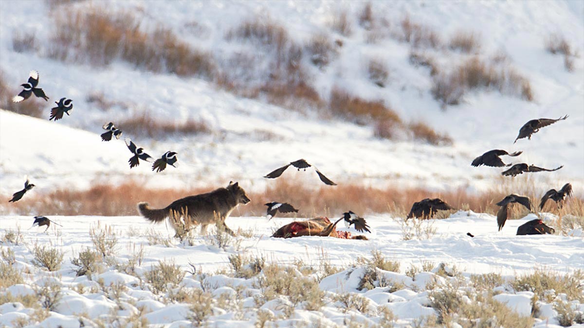 Where’s the Poop? Predator Fecal Matter Assists Elk Researchers | RMEF ...