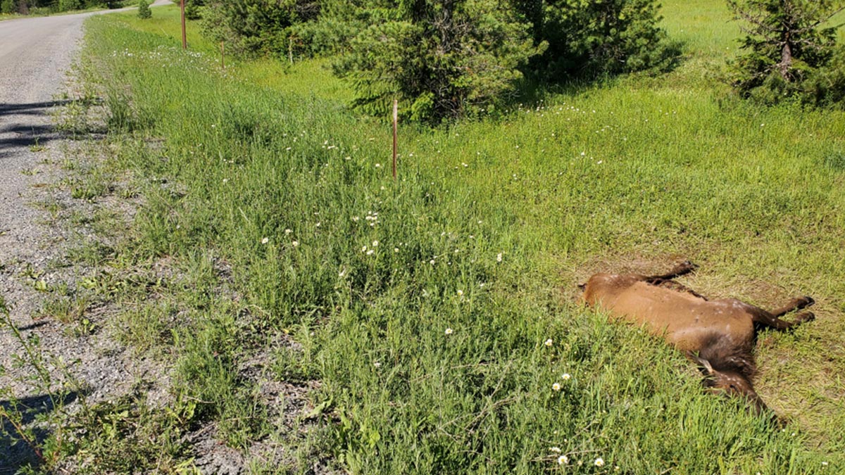 Idaho Seeks Leads in Cow Elk Poaching Case | Rocky Mountain Elk Foundation