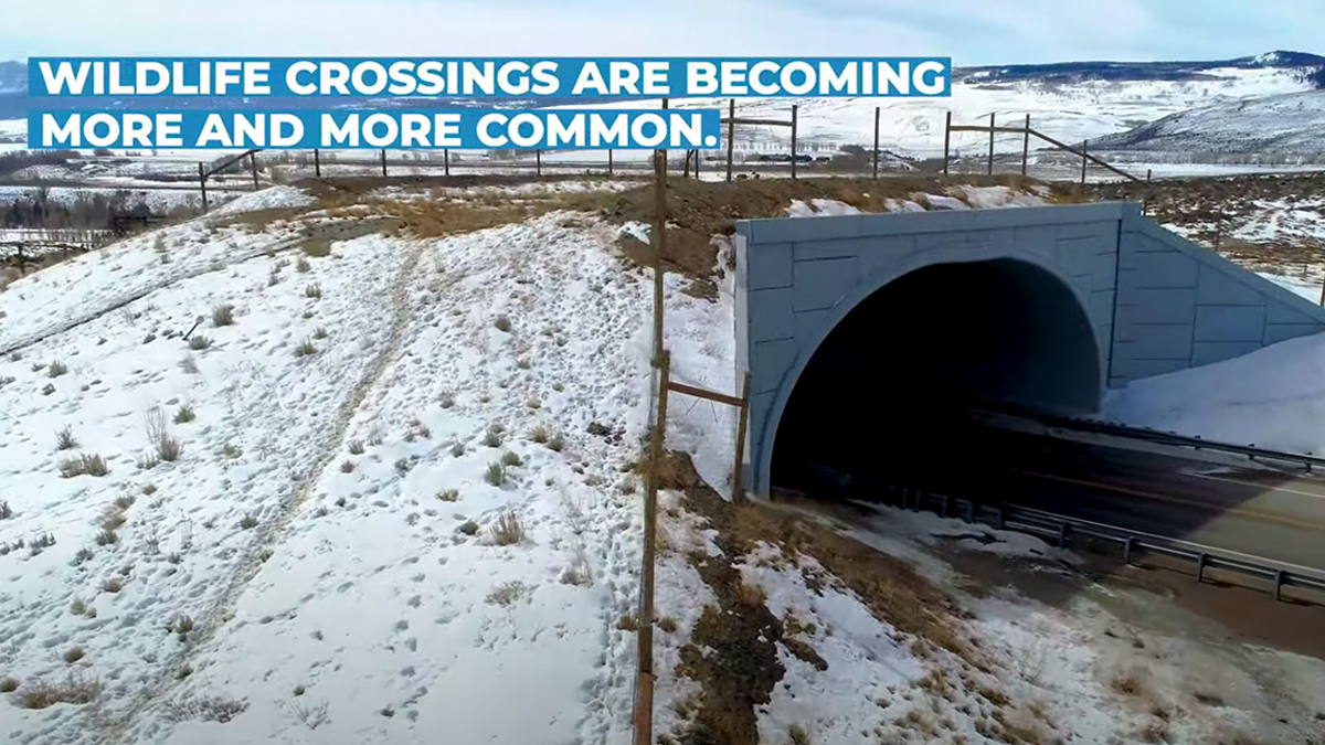 The Stats Prove It: Colorado Wildlife Crossings Offer Safe Passage ...