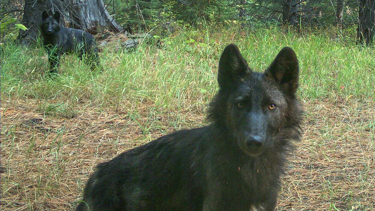 Oregon, Washington Approve Removal of Problem Wolves | RMEF Media ...
