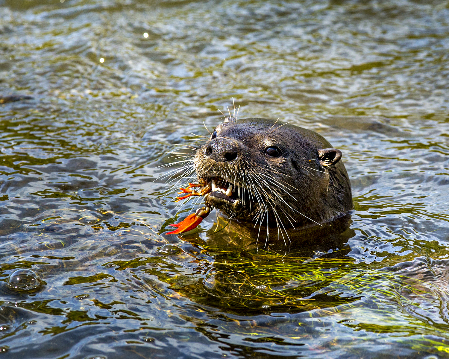 Cementum Aging: Want the Truth? Slice the Tooth. Part III | RMEF Media ...