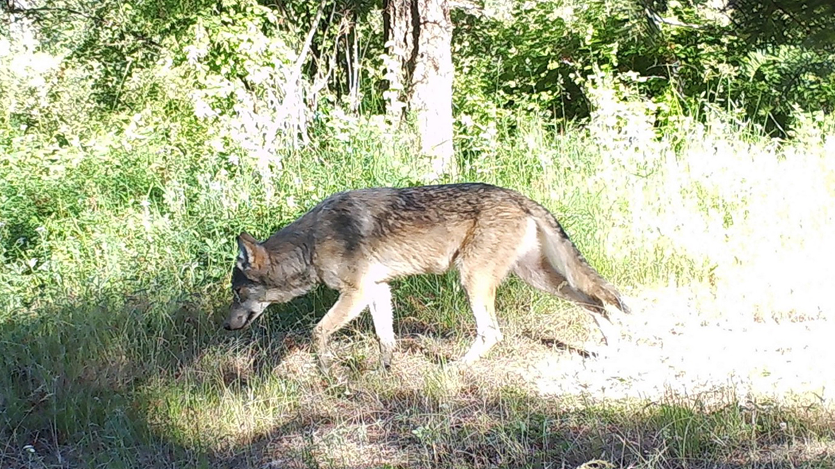 RMEF, Partners File Legal Brief in Favor of Wolf Delisting | RMEF Media ...
