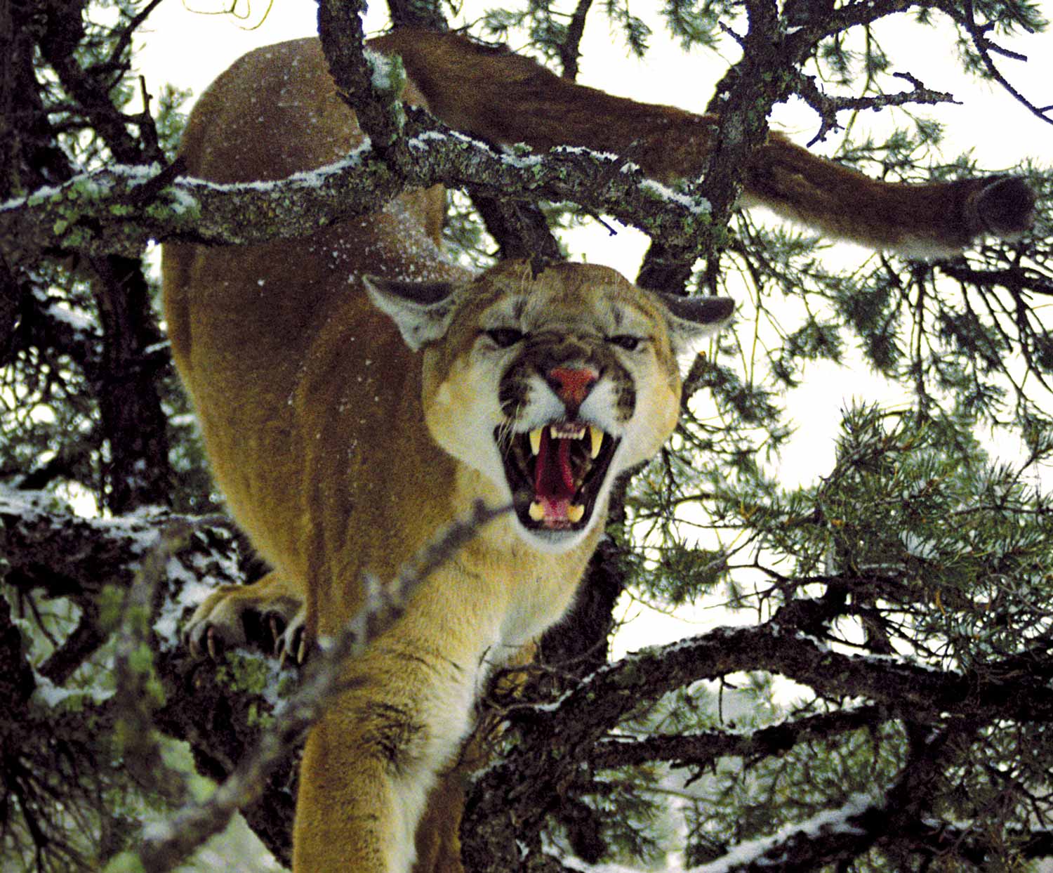 Scientific Wildlife Management Wins, Colorado Bill to Ban Mountain Lion ...