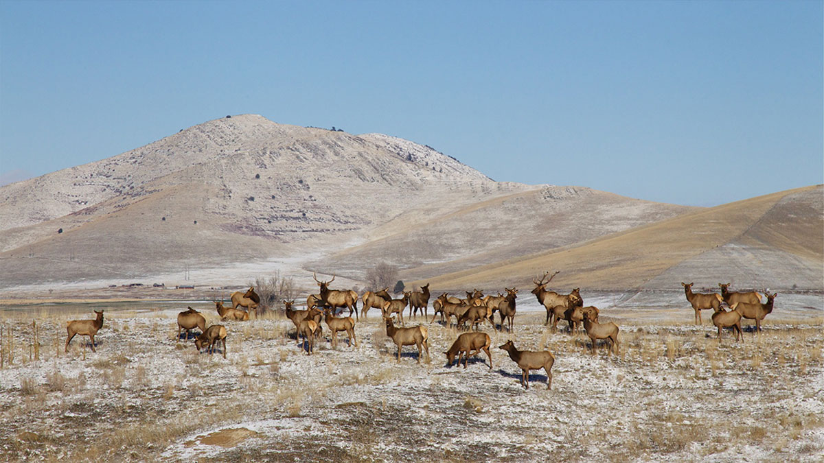 Nevada Big Game Tag Application Period Opens | RMEF Media | Rocky ...