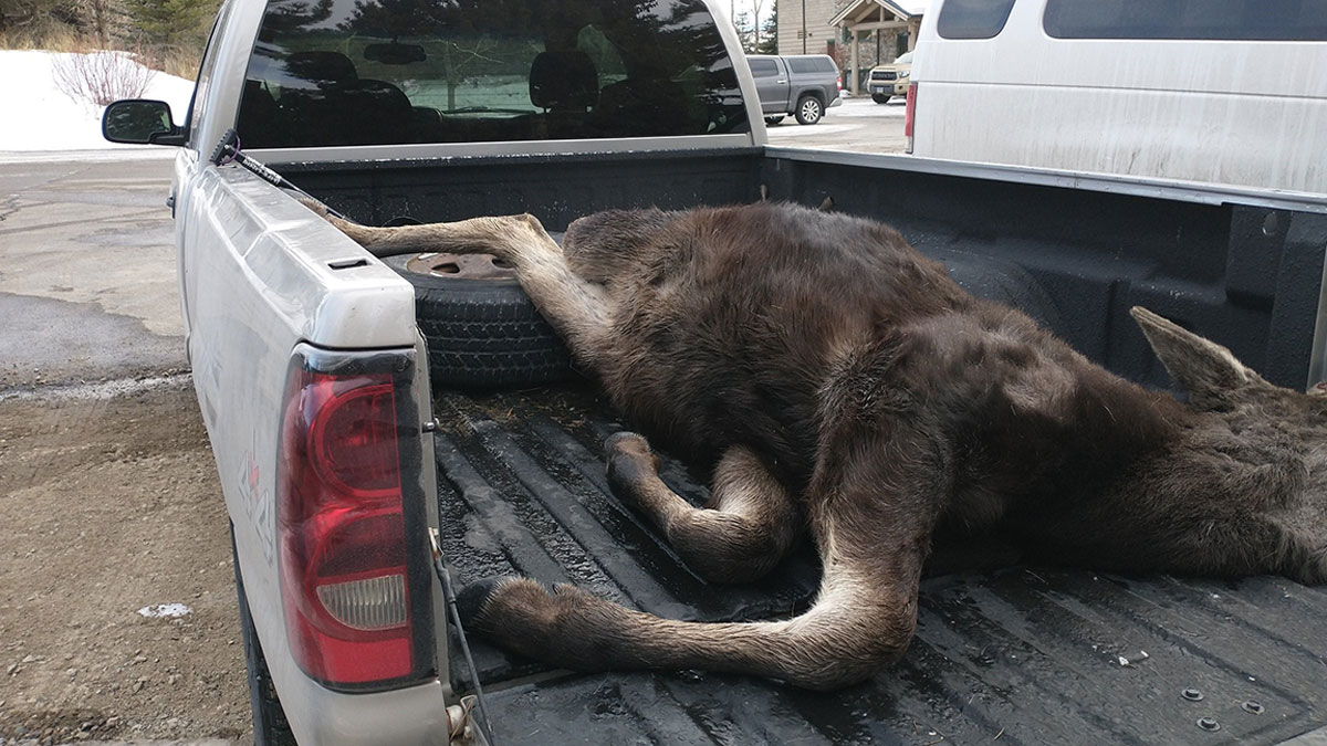 Collect Wyoming Roadkill? There’s an App for That | RMEF Media | Rocky ...