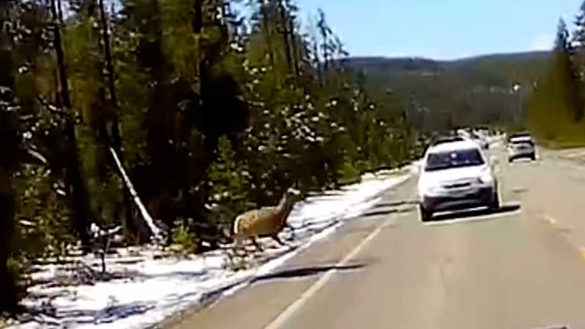 Elk Chased by Wolf, Slams into SUV | RMEF Media | Rocky Mountain Elk ...