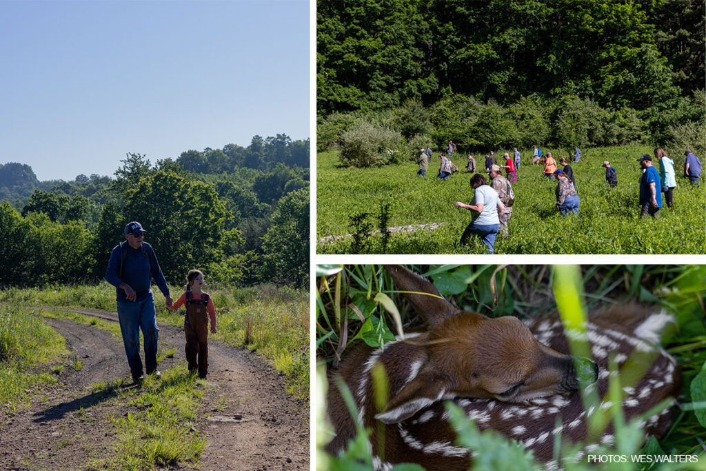 Spring 2022 Elk Calf Captures | RMEF Media | Rocky Mountain Elk Foundation