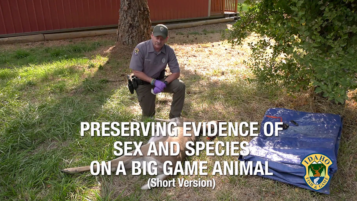How to Preserve Evidence of a Big Game Animal's Sex and Species | RMEF ...
