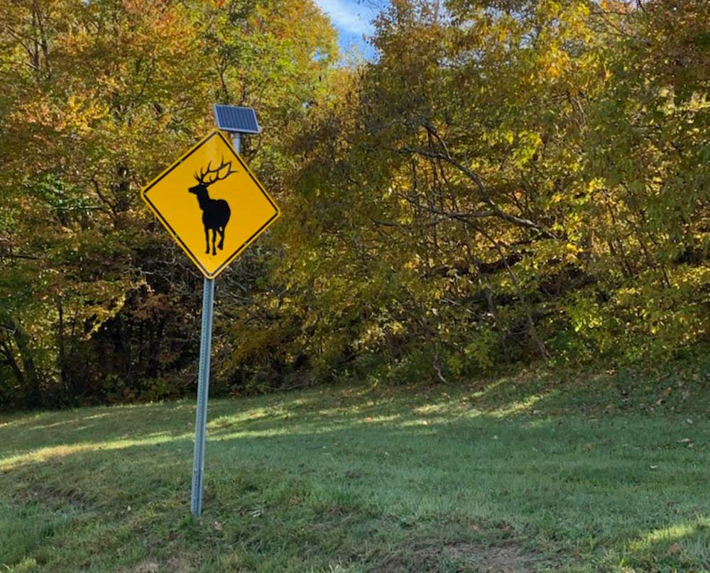 Elk Crossing