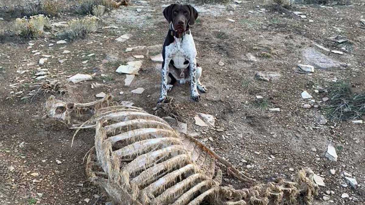 Utah K-9 Helps Crack Elk Poaching Case | RMEF Media | Rocky Mountain ...