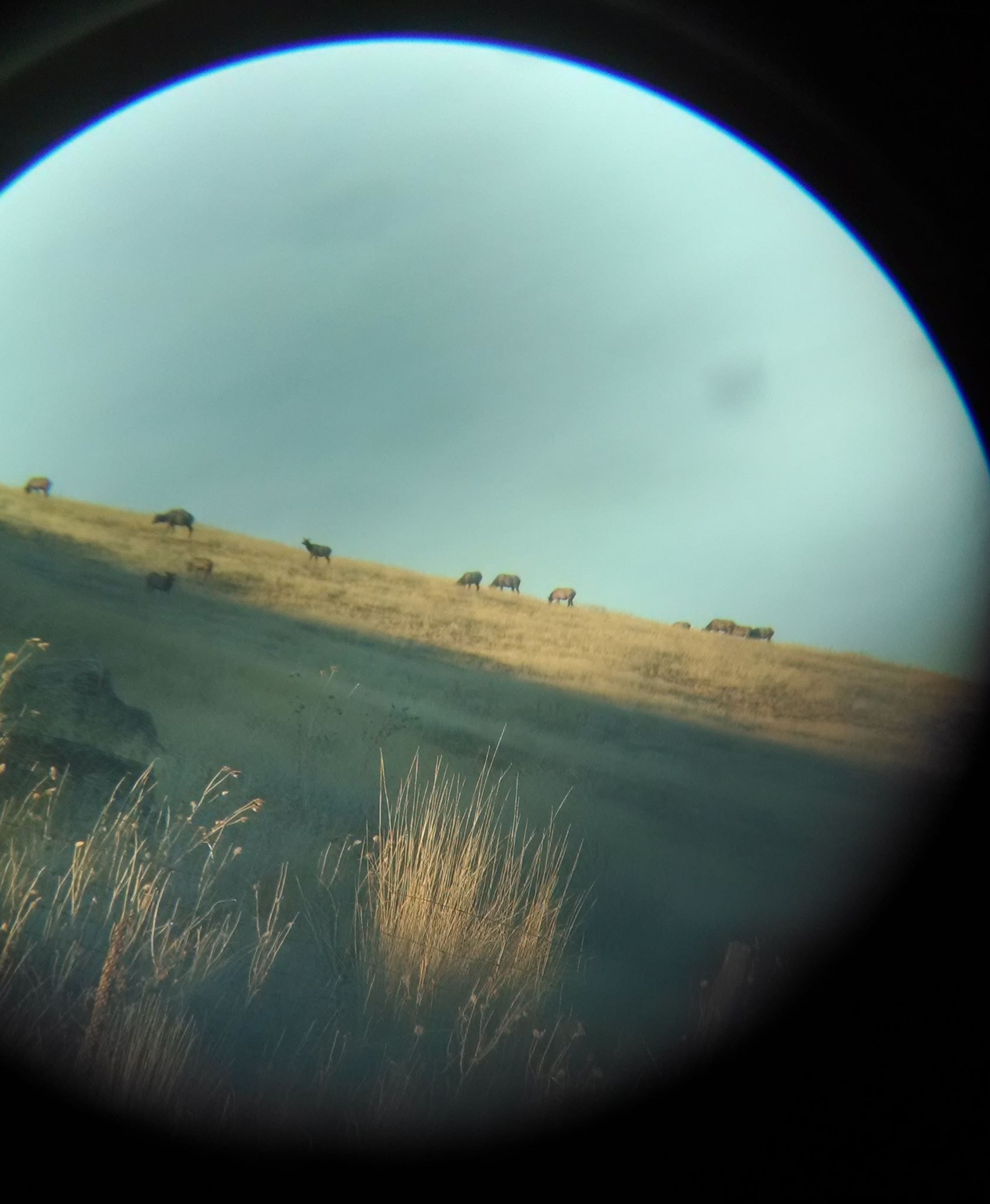 The 'Other Wildlife' of RMEF | RMEF Media | Rocky Mountain Elk Foundation