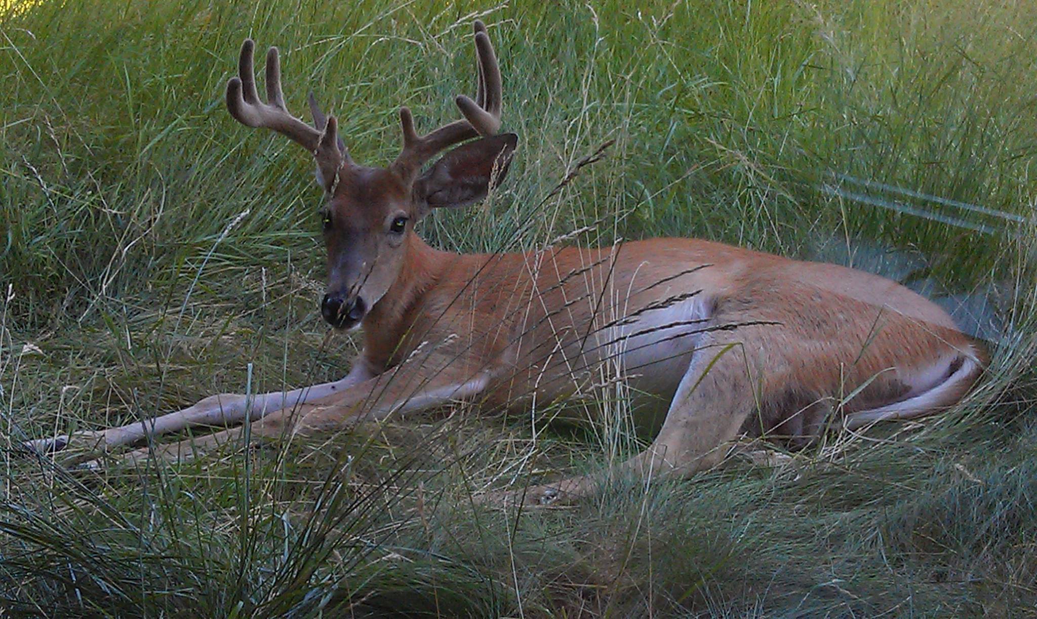 The 'Other Wildlife' of RMEF | RMEF Media | Rocky Mountain Elk Foundation