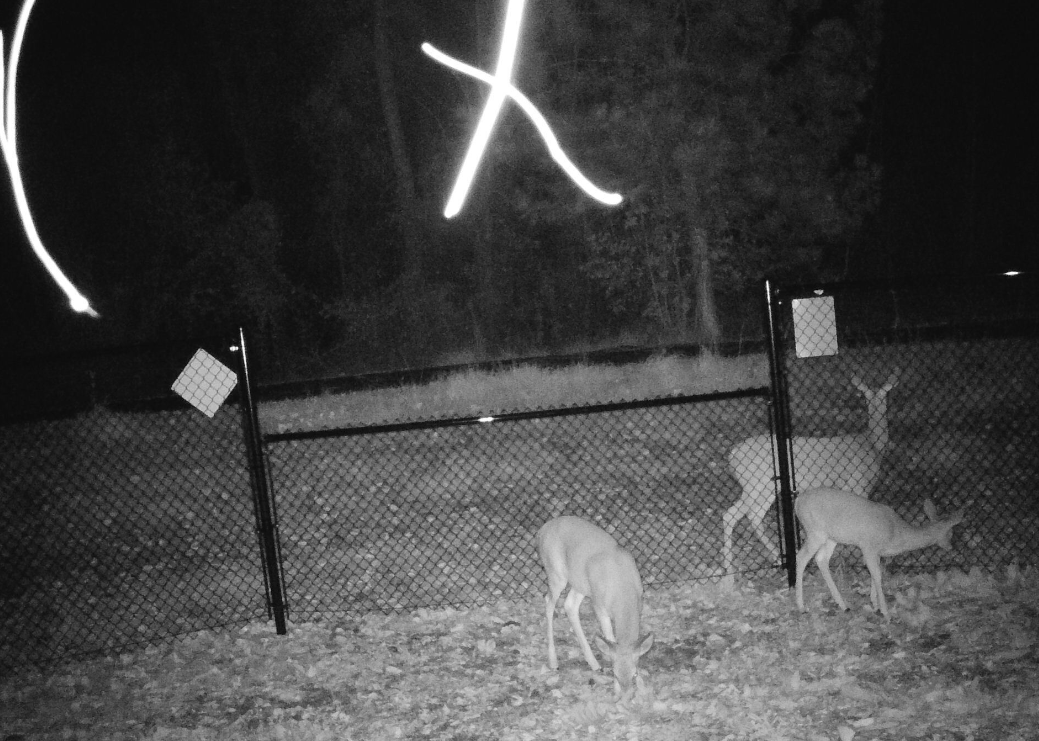 The 'Other Wildlife' of RMEF | RMEF Media | Rocky Mountain Elk Foundation