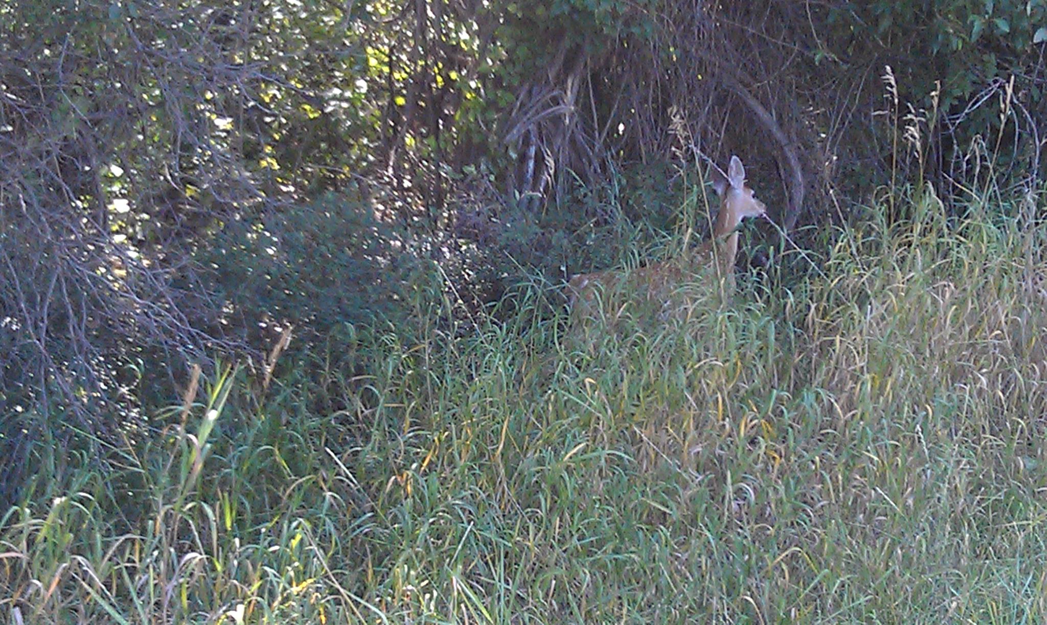 The 'Other Wildlife' of RMEF | RMEF Media | Rocky Mountain Elk Foundation