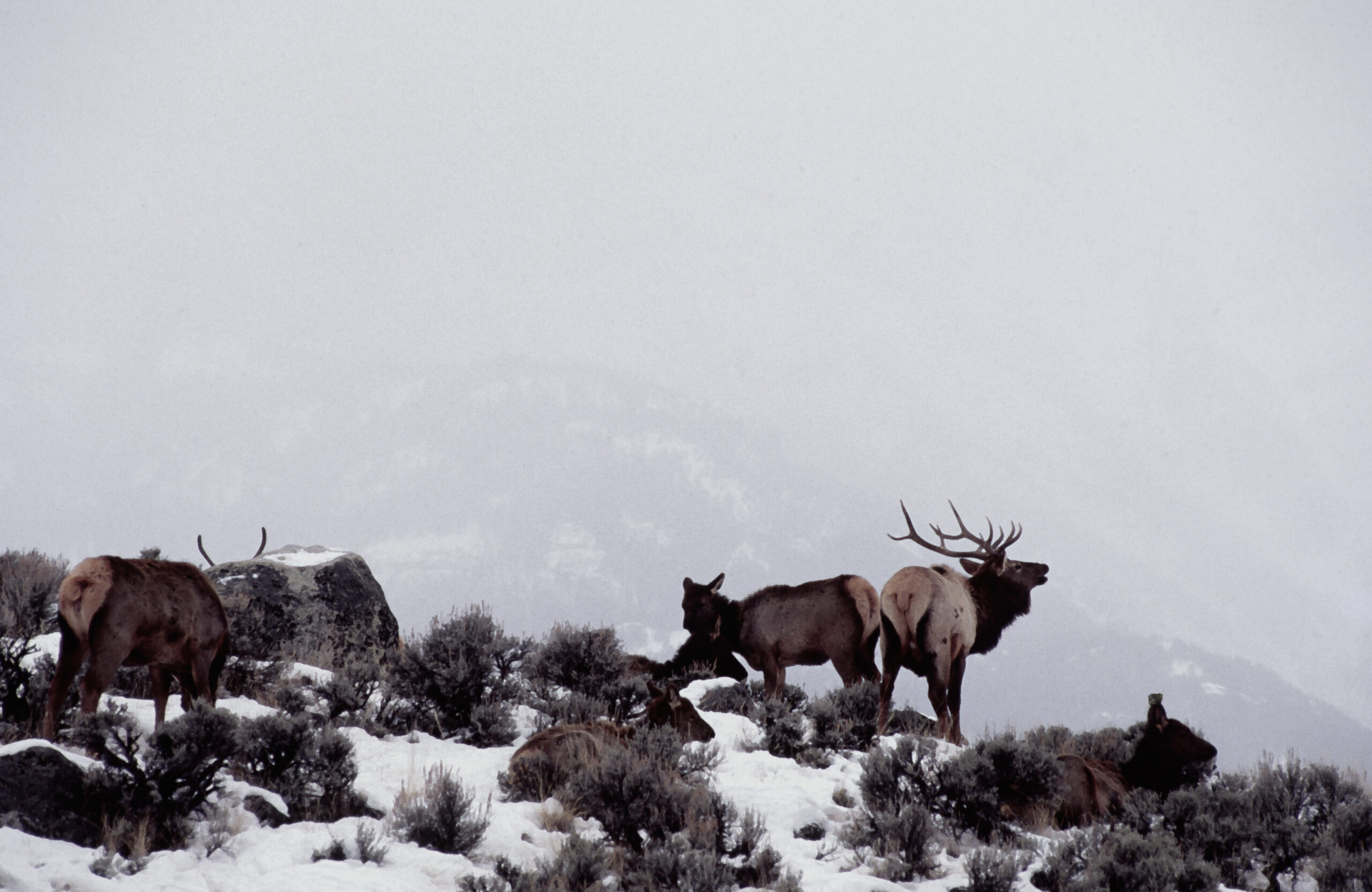 Volunteer Awards | RMEF Media | Rocky Mountain Elk Foundation