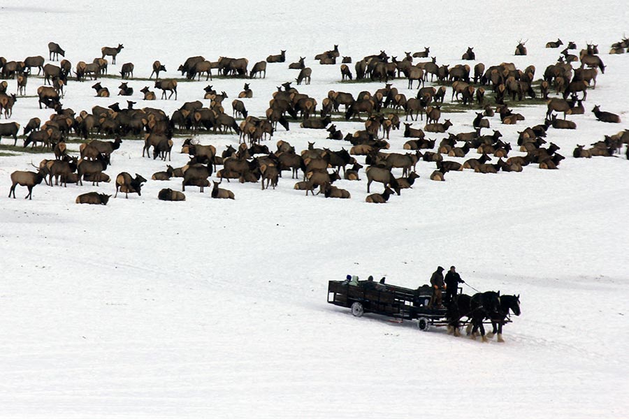 A Sleigh Ride Through an Elk Herd? It’s a Thing in Utah | RMEF Media ...