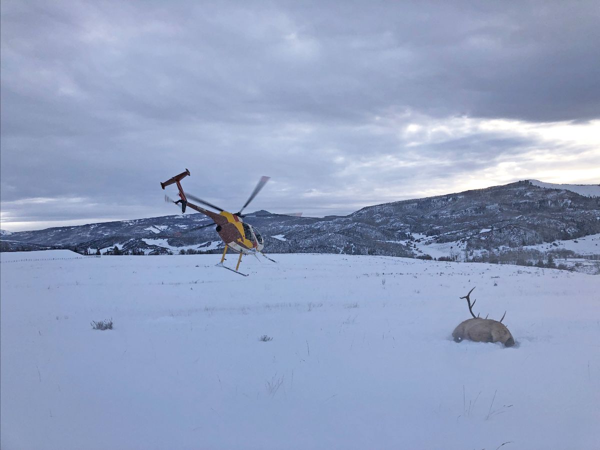 Colorado Biologists Take to the Skies to Monitor Elk | RMEF Media ...