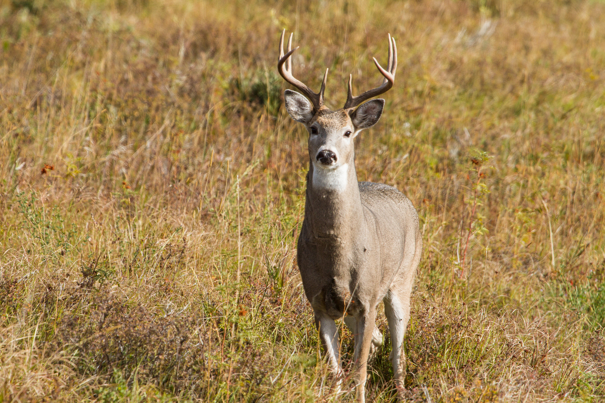Chronic Wasting Diseased Confirmed in Kentucky for First Time | Rocky ...