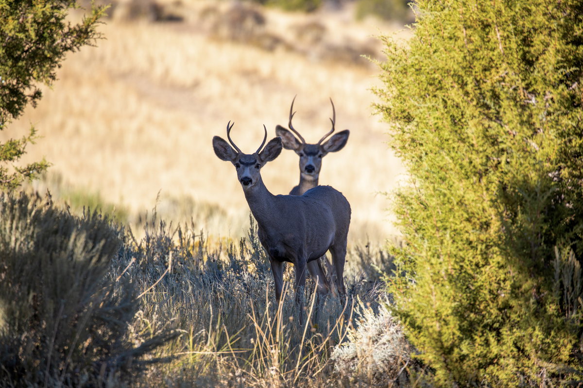Woman Gored by Mule Deer Outside Colorado Home | RMEF Media | Rocky ...