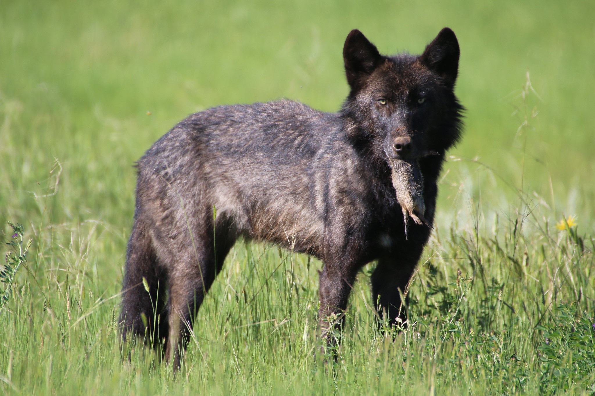 Colorado Cattlemen Groups Sue to Delay Wolf Introduction | RMEF Media ...