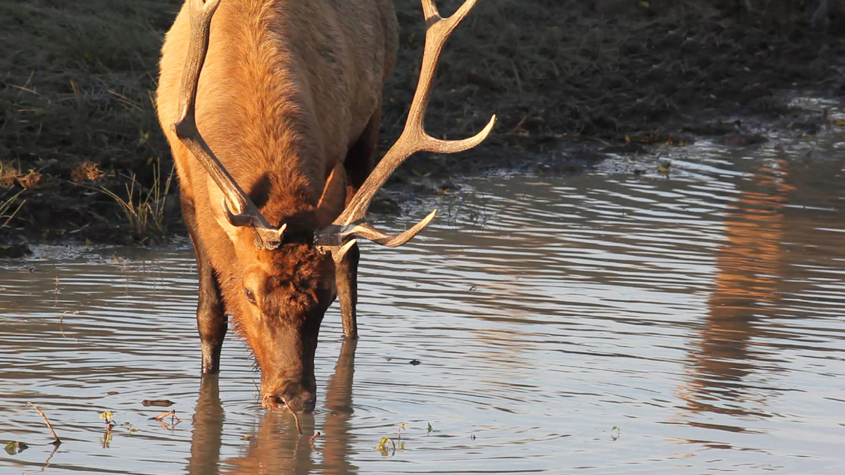Bull Elk Poached in North Central Idaho | Rocky Mountain Elk Foundation