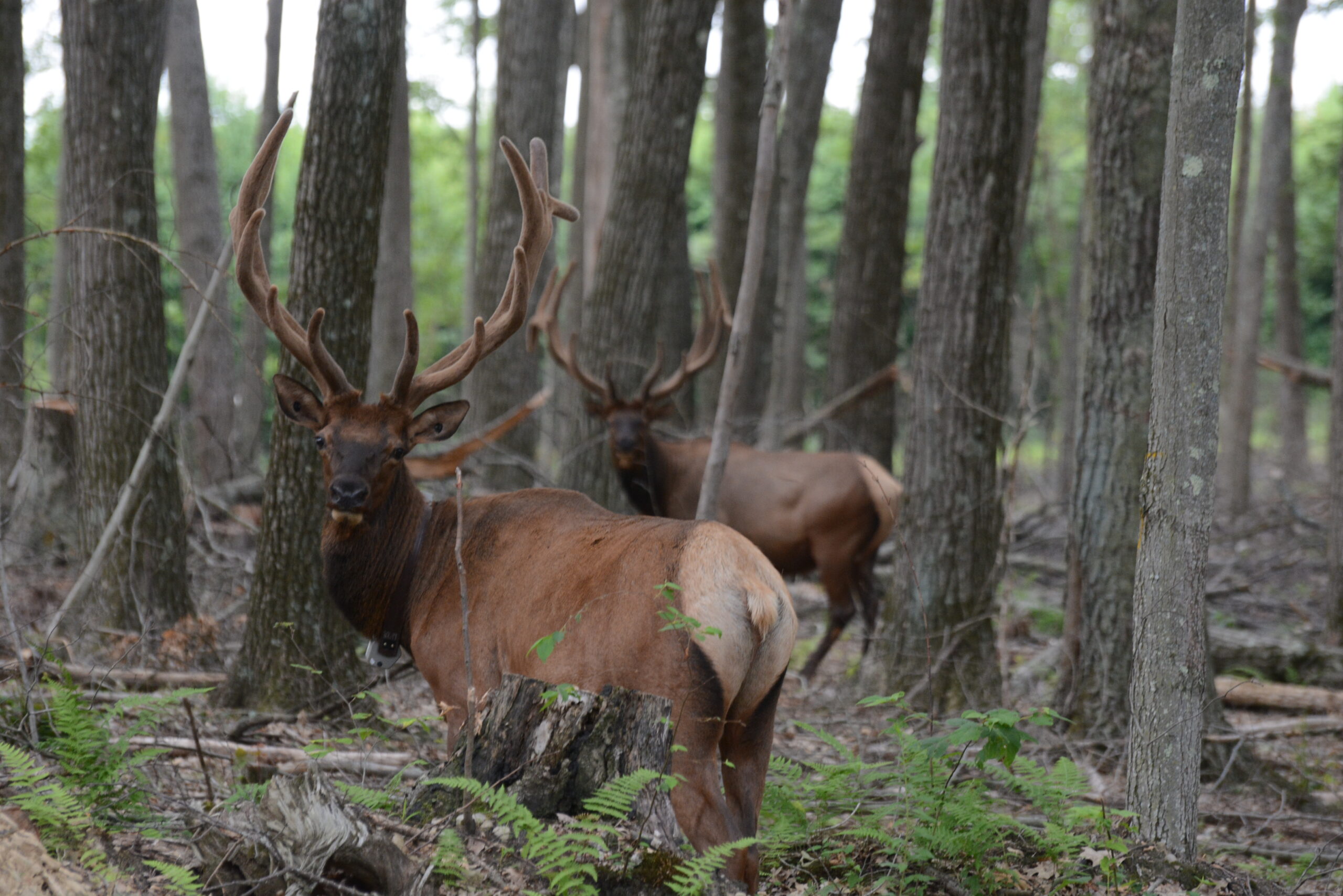 Pennsylvania Elk Prosper Thanks to RMEF Volunteers | RMEF Media | Rocky ...