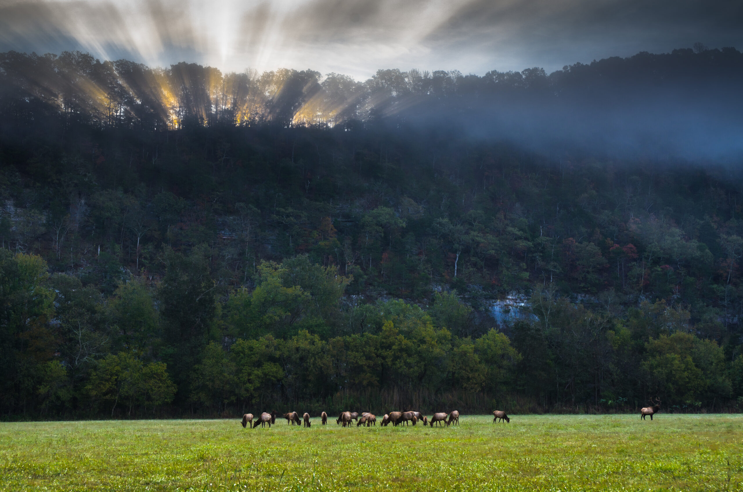 Released in the East | RMEF Media | Rocky Mountain Elk Foundation