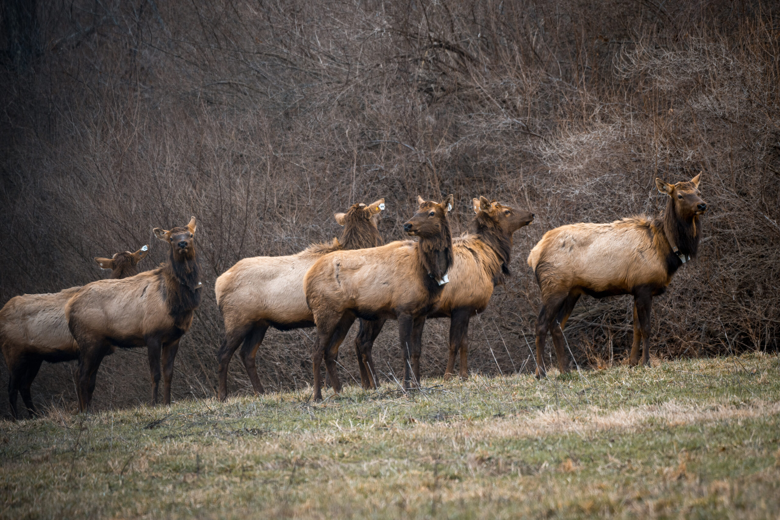 West Virginia Welcomes 17 Elk, More to Come | RMEF Media | Rocky ...